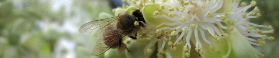 Friday Fun Facts - Forager Bees ⋆